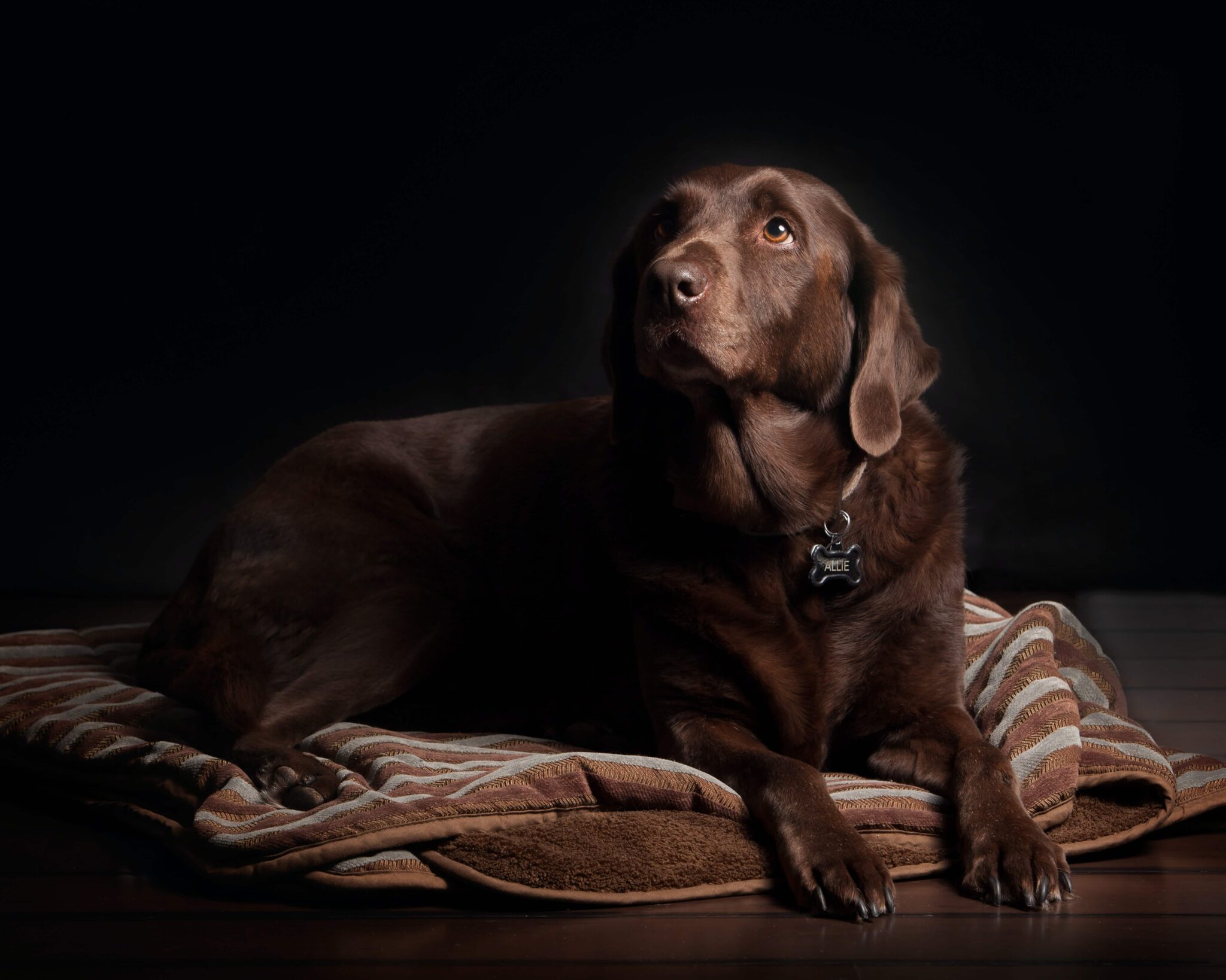 15 Best Dog Breeds for Families: Adopt Your Perfect Companion - TISH PETS