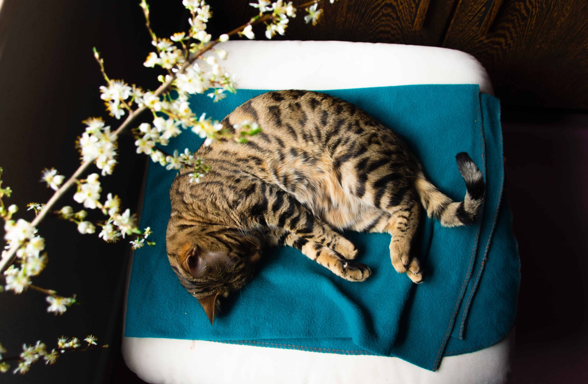 Top 10 Coolest Pets: Discover the Most Unique and Exotic Animals to Own ...